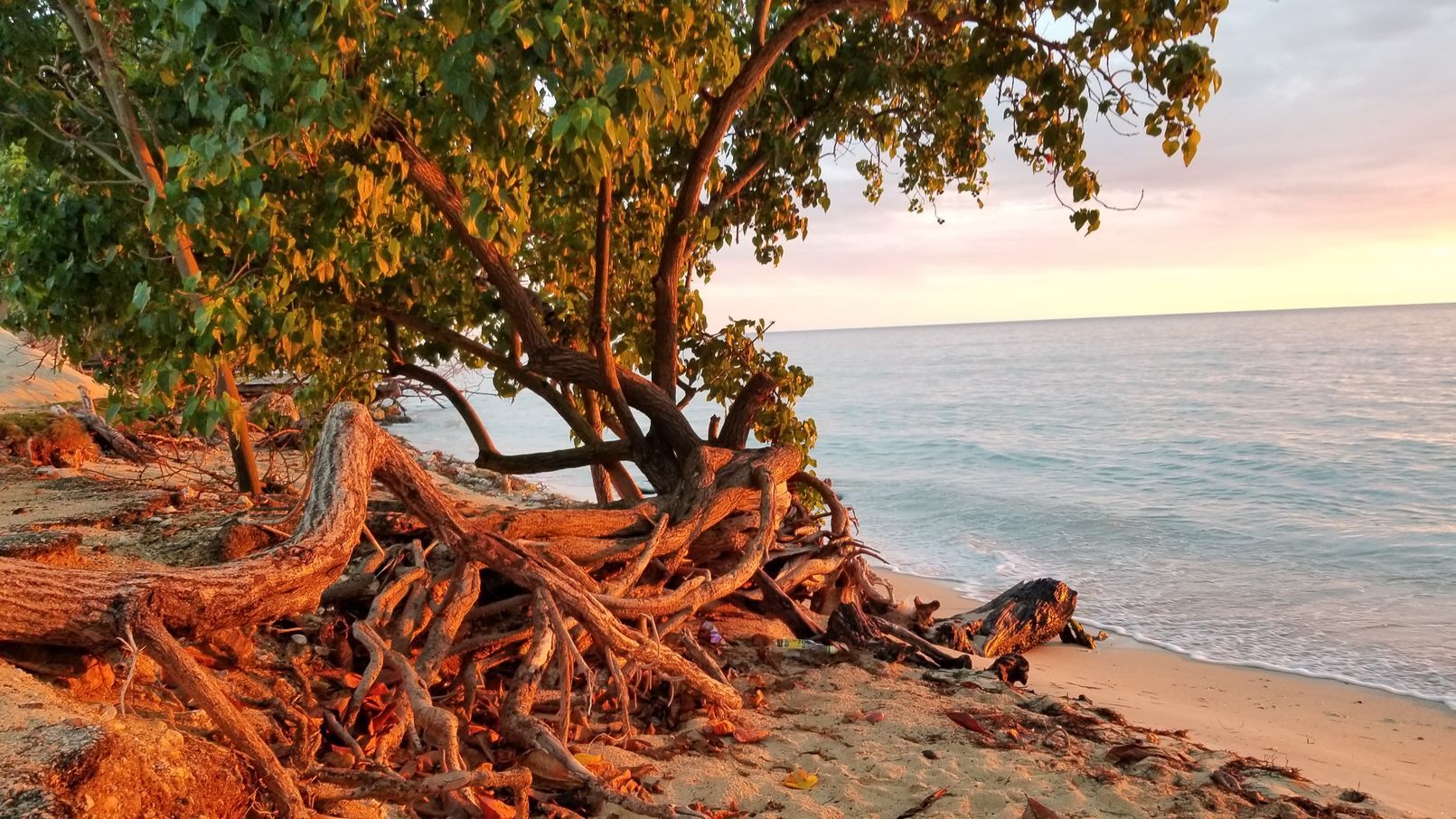 Bluefields Bay, Jamaica's Sanctuary