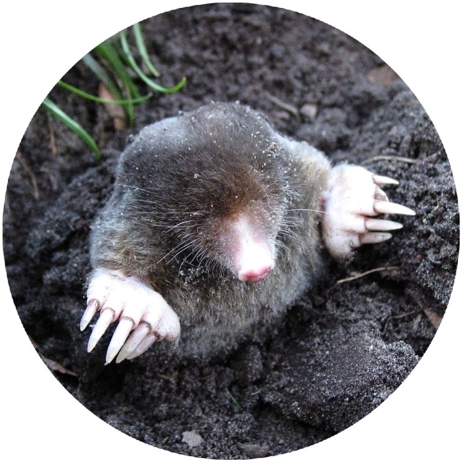 The Tunnel Rat | Tulsa's Best Mole & Gopher Exterminator – Tulsa, OK