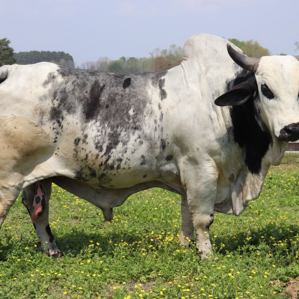 Dinosaur World at Sweet Valley Ranch | Family Attraction