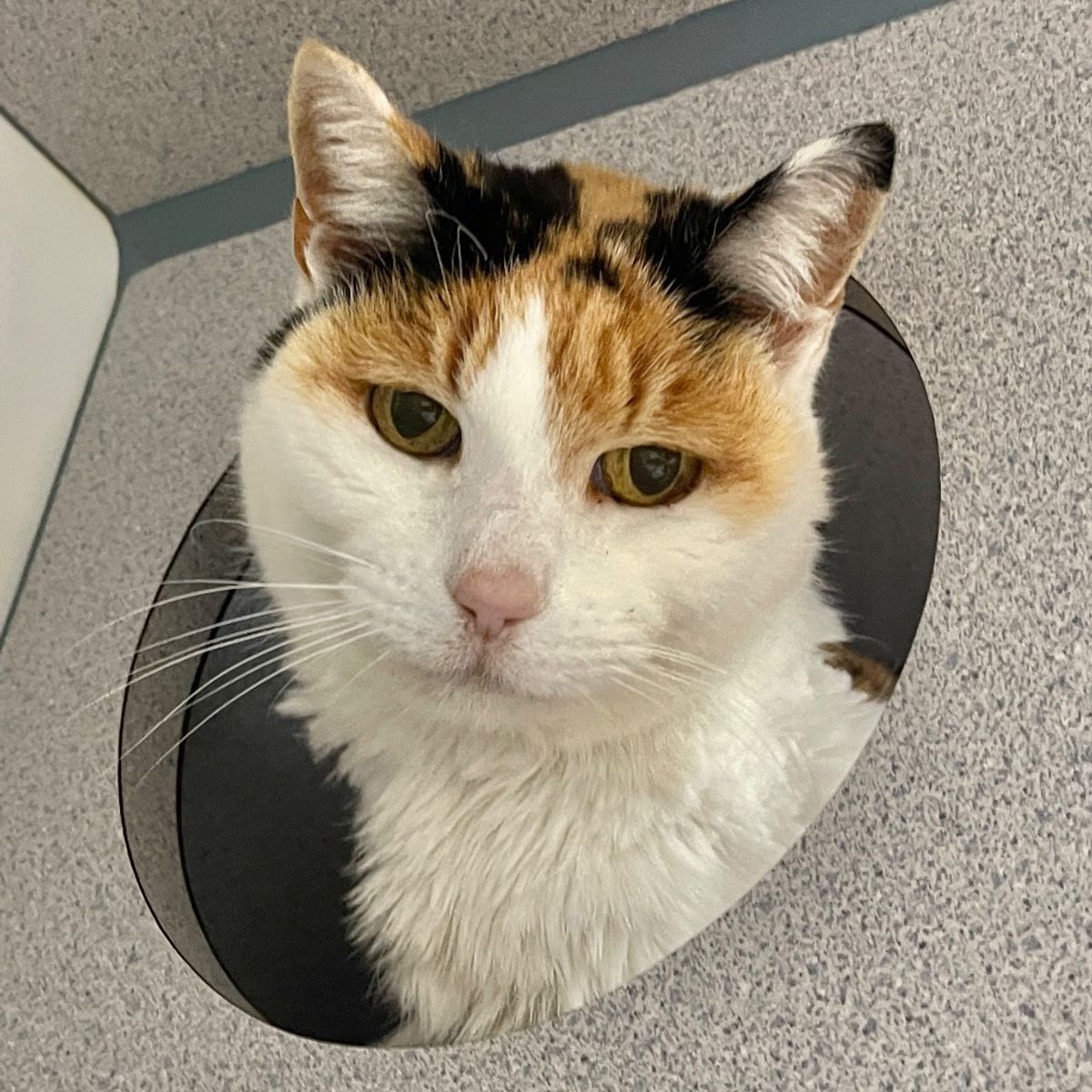 Homeless Animal Rescue Team