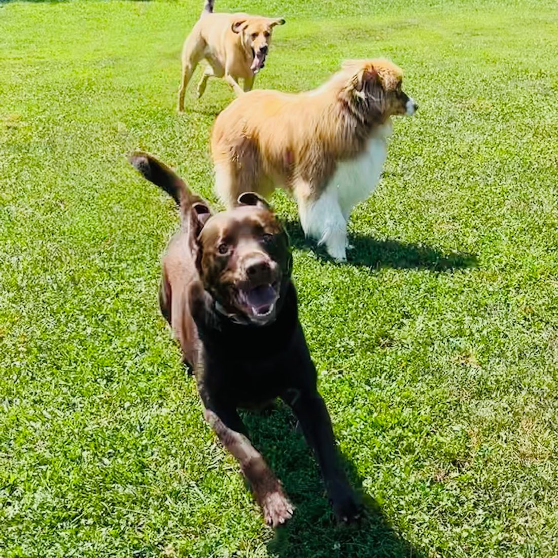 A Dogs Night Inn, Dog boarding for small to large dogs.