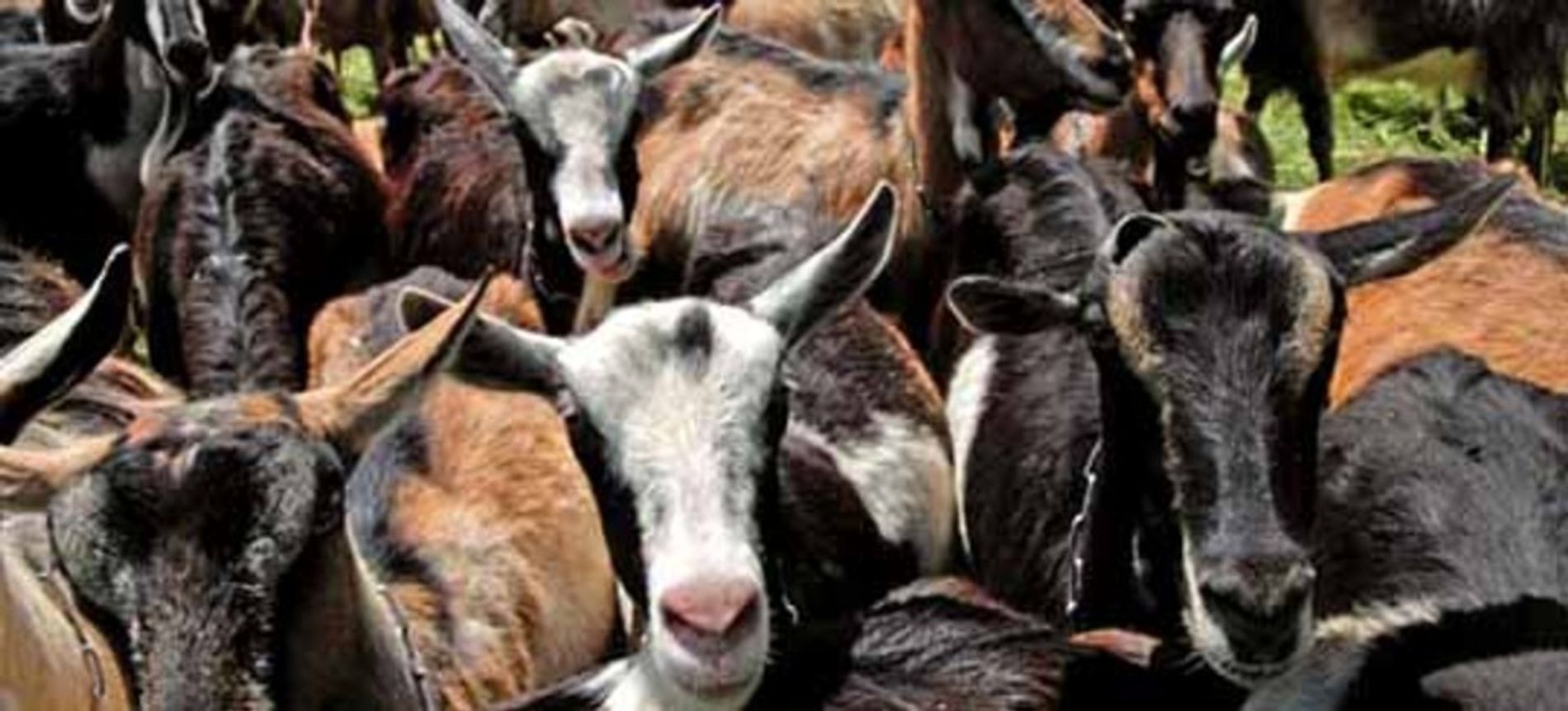 Pipestone Livestock Auction Market | Pipestone, Minnesota | Complete ...