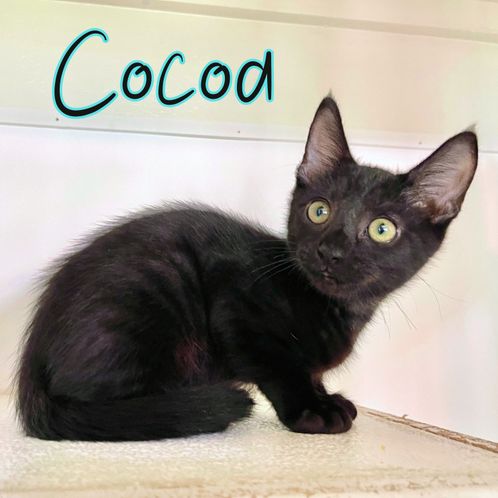 Homeless Animal Rescue Team