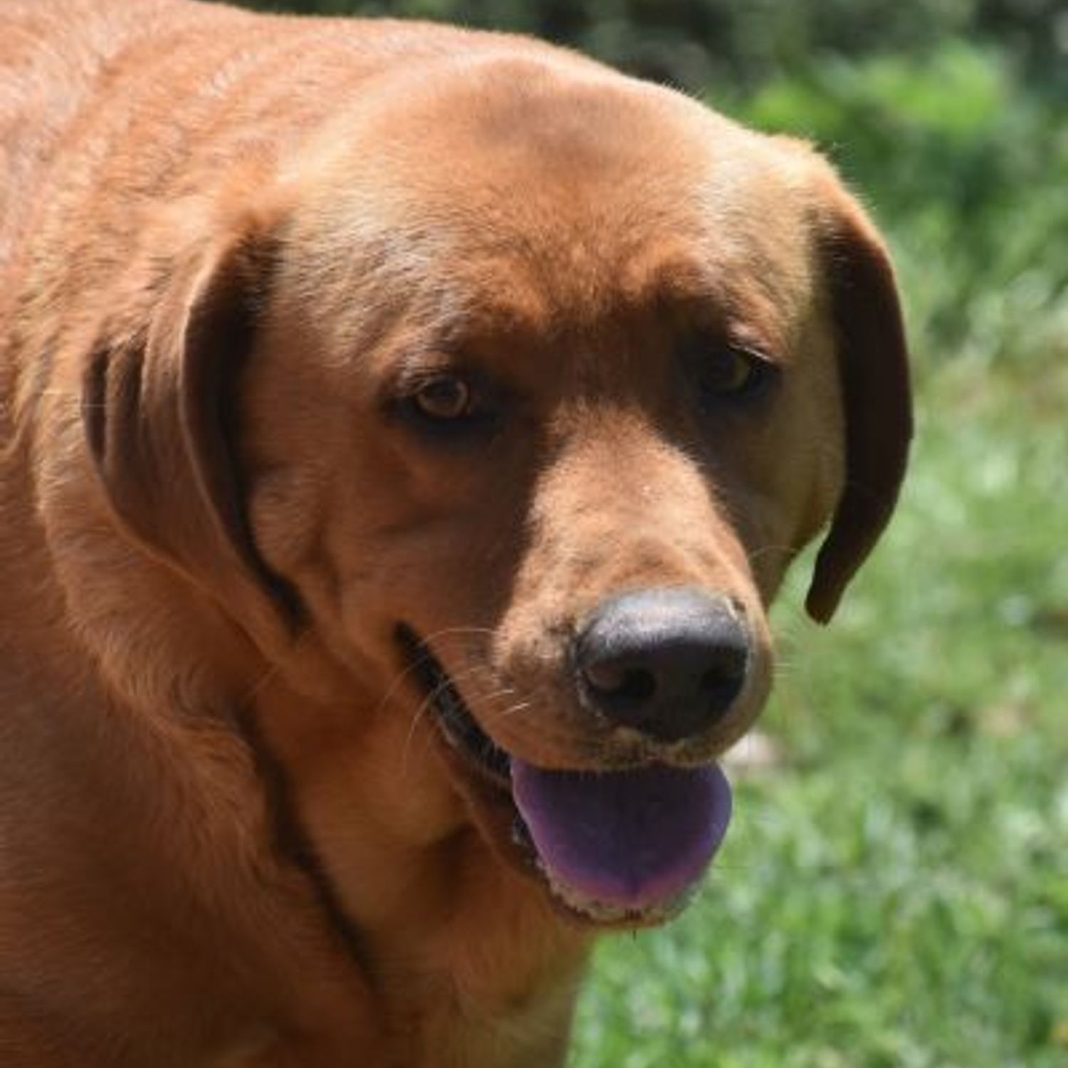 Fox Red & Yellow Labrador Retrievers Breeder in Oklahoma by Liberty Run ...