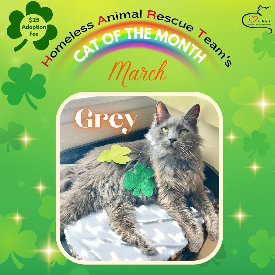 Homeless Animal Rescue Team