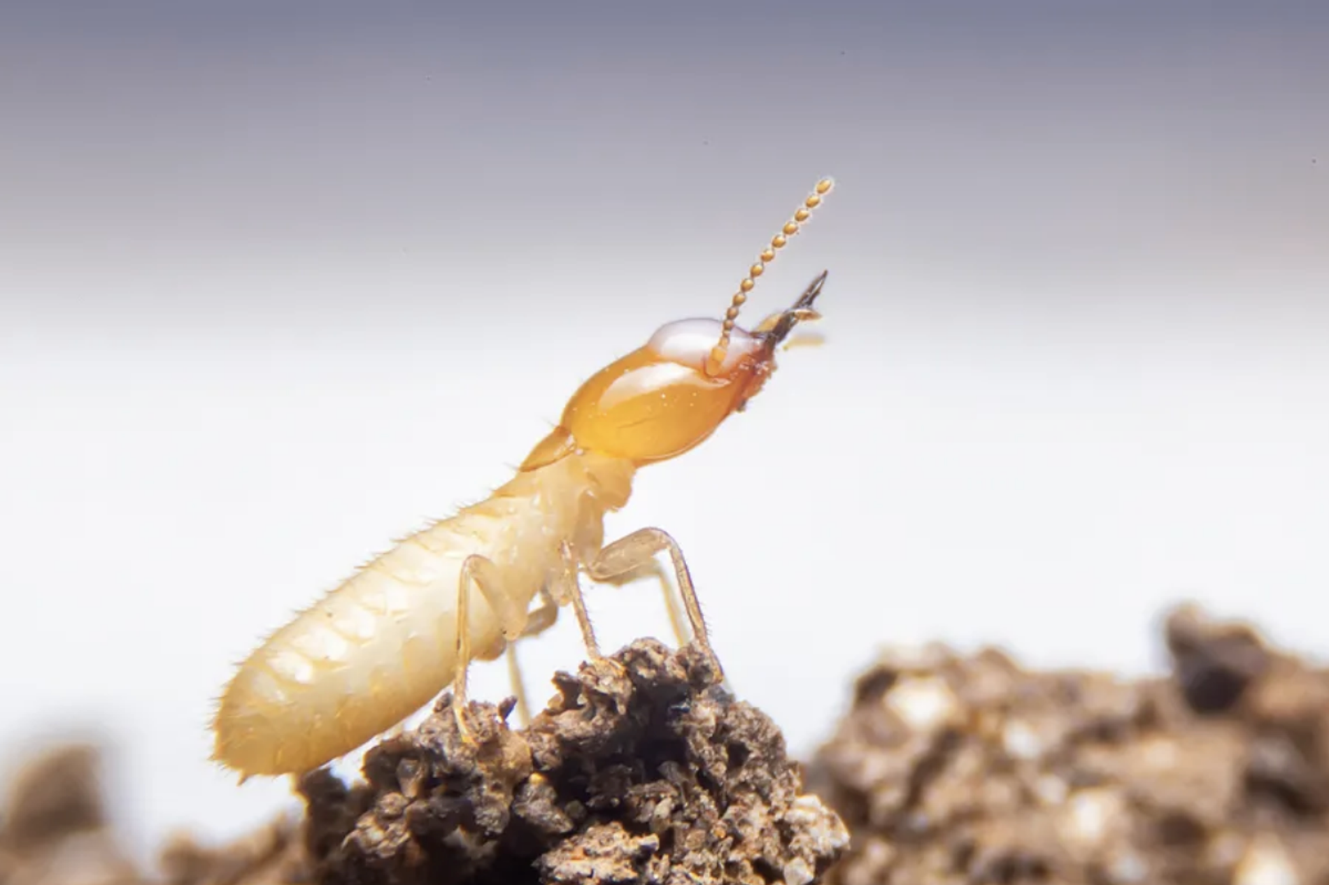 Pest Control Services in Maricopa Semper Fi Pest