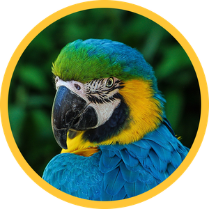 Bird and Pet Store in Rockville Centre | Parrots of the World ...