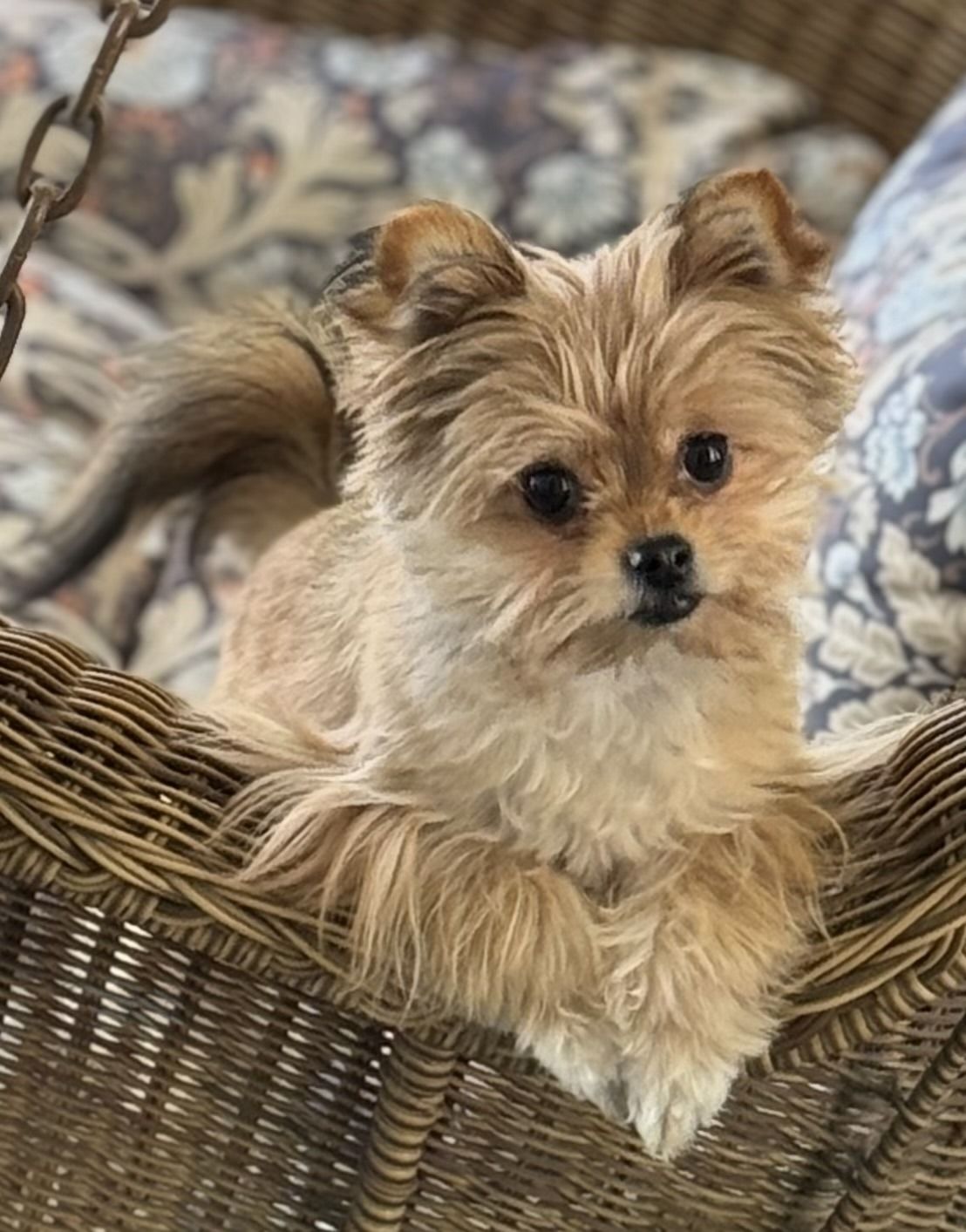 Pet Shop in Henderson, KY - Gabbi's Boutique