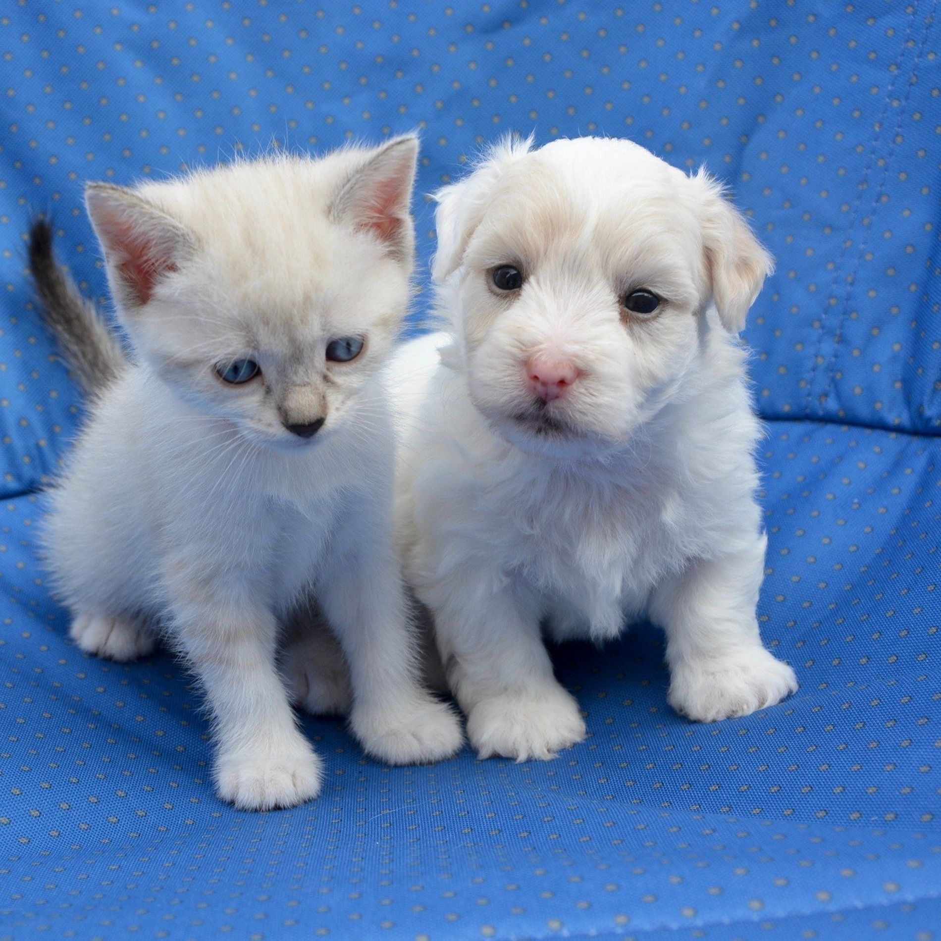 Humane Society of Odessa