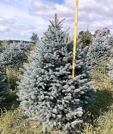 Tree Farm Sun Prairie, WI - Tate's Tree Company