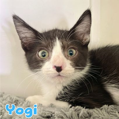 Homeless Animal Rescue Team