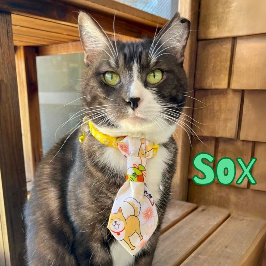 Homeless Animal Rescue Team