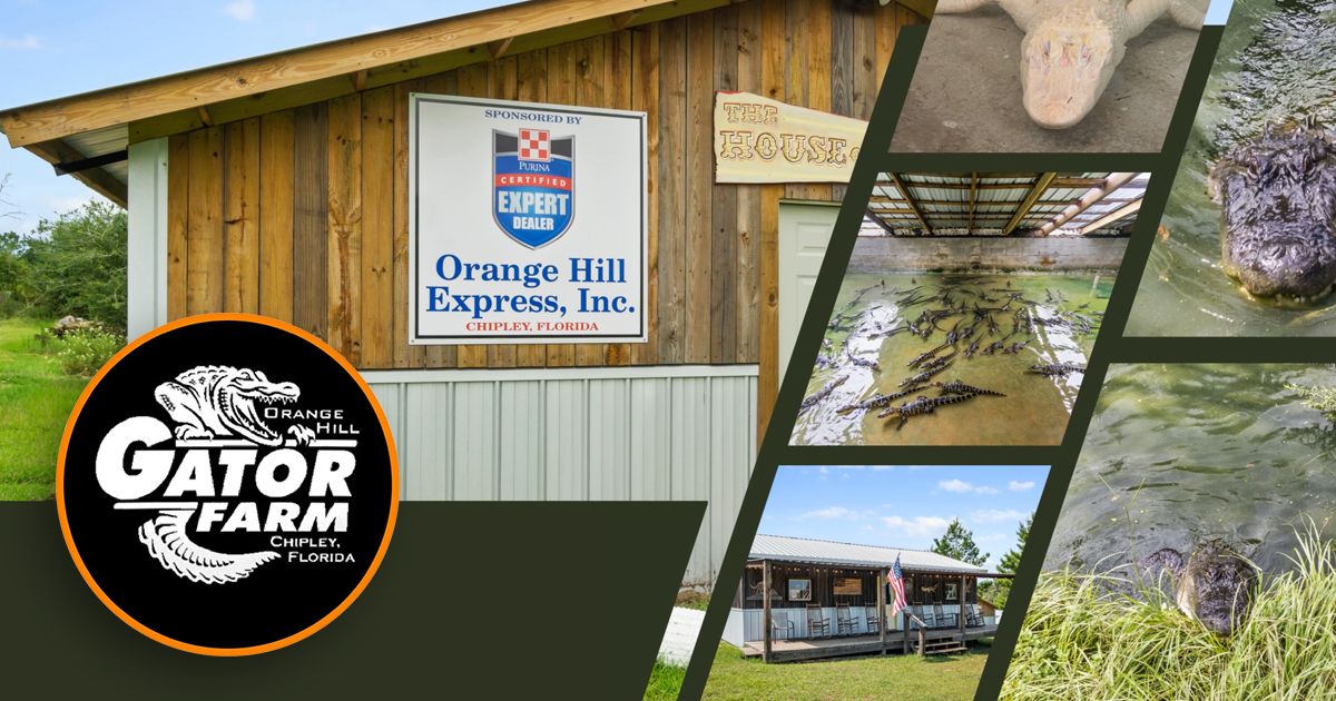 Orange Hill Gator Farm: Family Friendly Alligator Preserve Farm