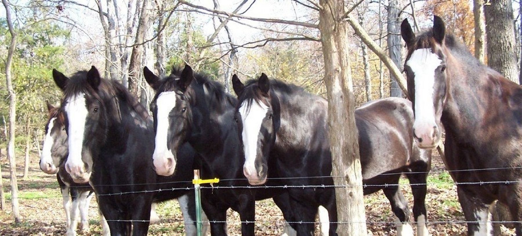 Shires for Hire Carriage Company