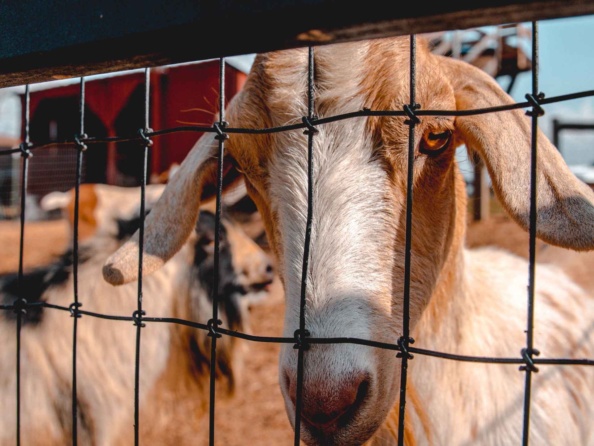 Educational Farm Field Trips | Lyon Family Farms | Taft, TN