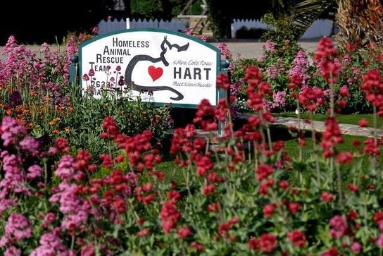 Homeless Animal Rescue Team