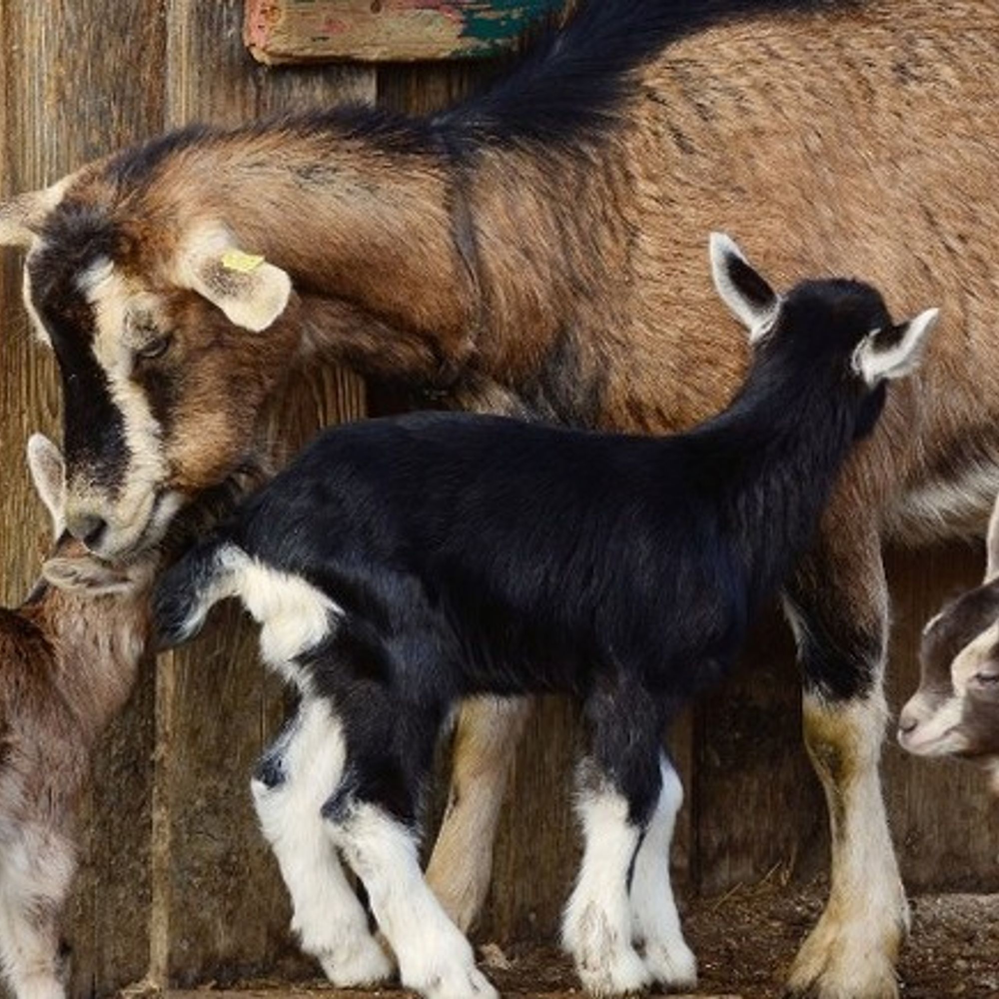 Sweet Valley Ranch Gallery | Tours & Events in Fayetteville