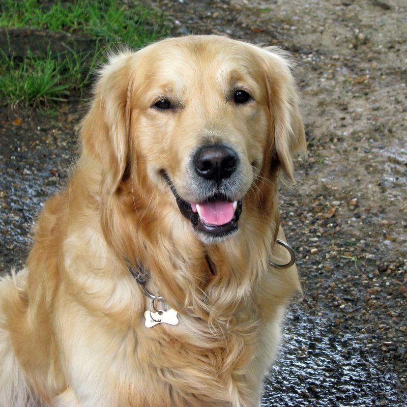 Dog Breeder near Washington, IA - Iowa Golden Retriever Puppies