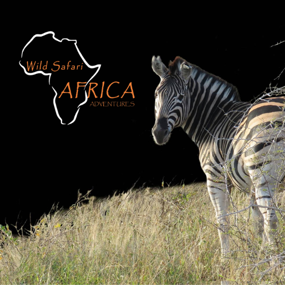 Your African Safari Adventure begins with us...Wild Safari Africa ...