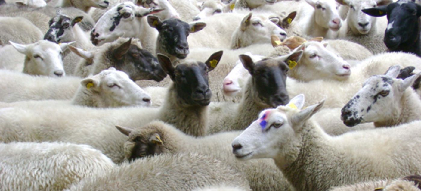 Pipestone Livestock Auction Market | Pipestone, Minnesota | Complete ...