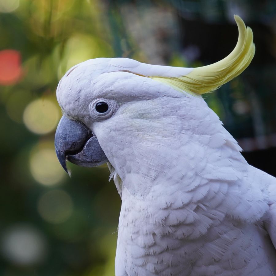 Bird and Pet Store in Rockville Centre | Parrots of the World ...
