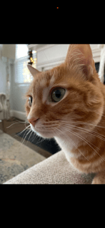 New Hope Cat Rescue | Support Cats in Need – Johnson City, TN