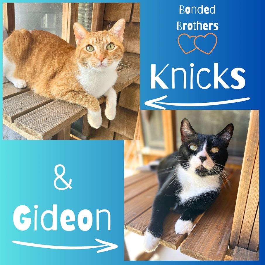 Homeless Animal Rescue Team