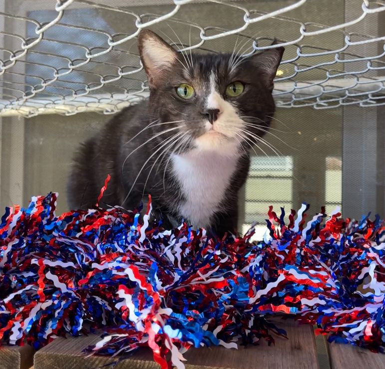 Homeless Animal Rescue Team