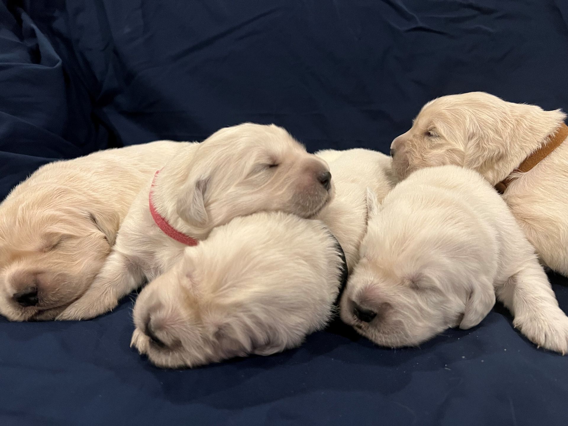 Golden Retriever Puppies For Sale Myrtle Beach SC