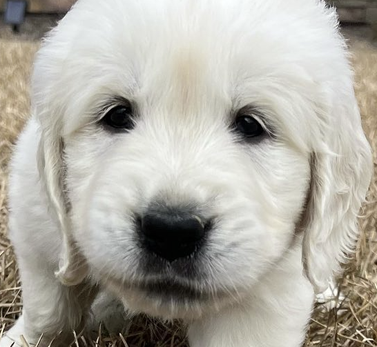Carolina Point Retrievers Conway South Carolina
