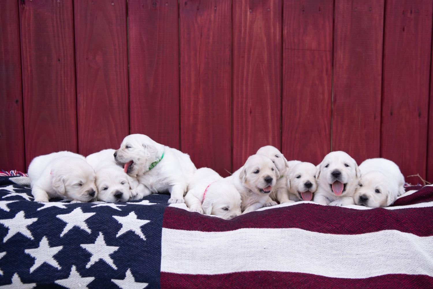 Golden Retriever Puppies For Sale Myrtle Beach SC