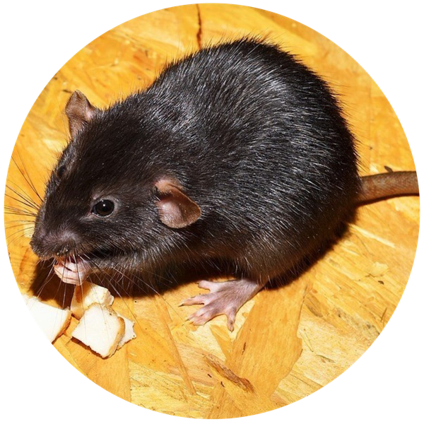 Leander Pest Control Service | Frontier Termite and Pest Services ...