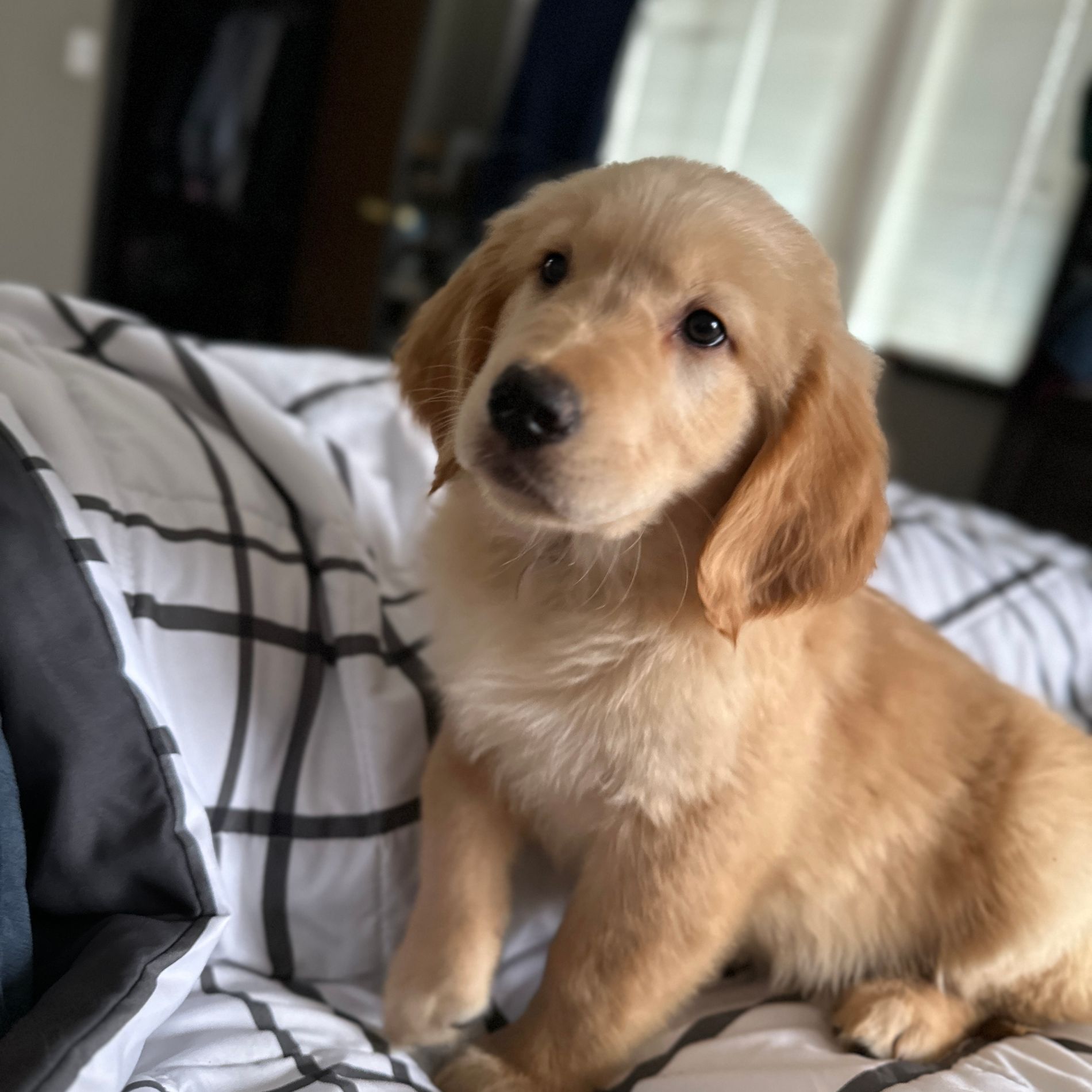 Dog Breeder near Washington, IA - Iowa Golden Retriever Puppies