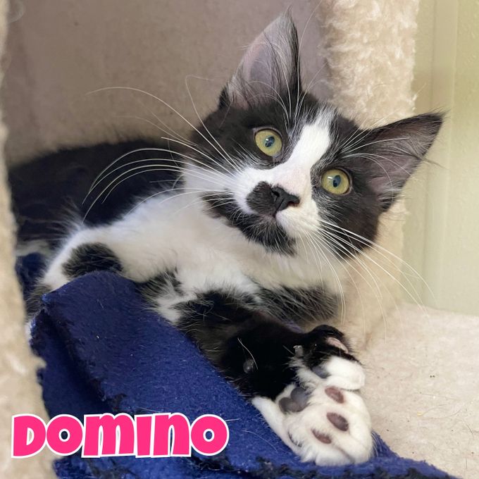 Homeless Animal Rescue Team