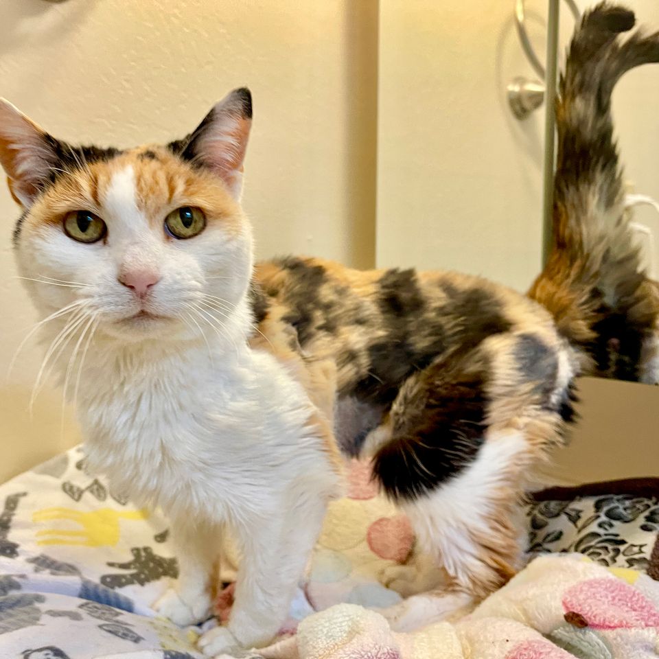 Homeless Animal Rescue Team