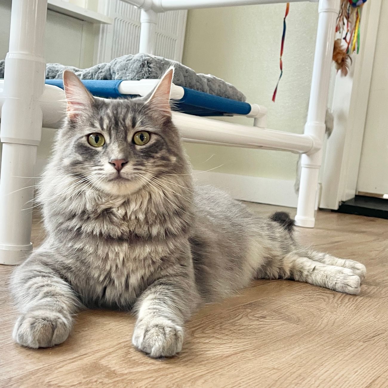 Homeless Animal Rescue Team