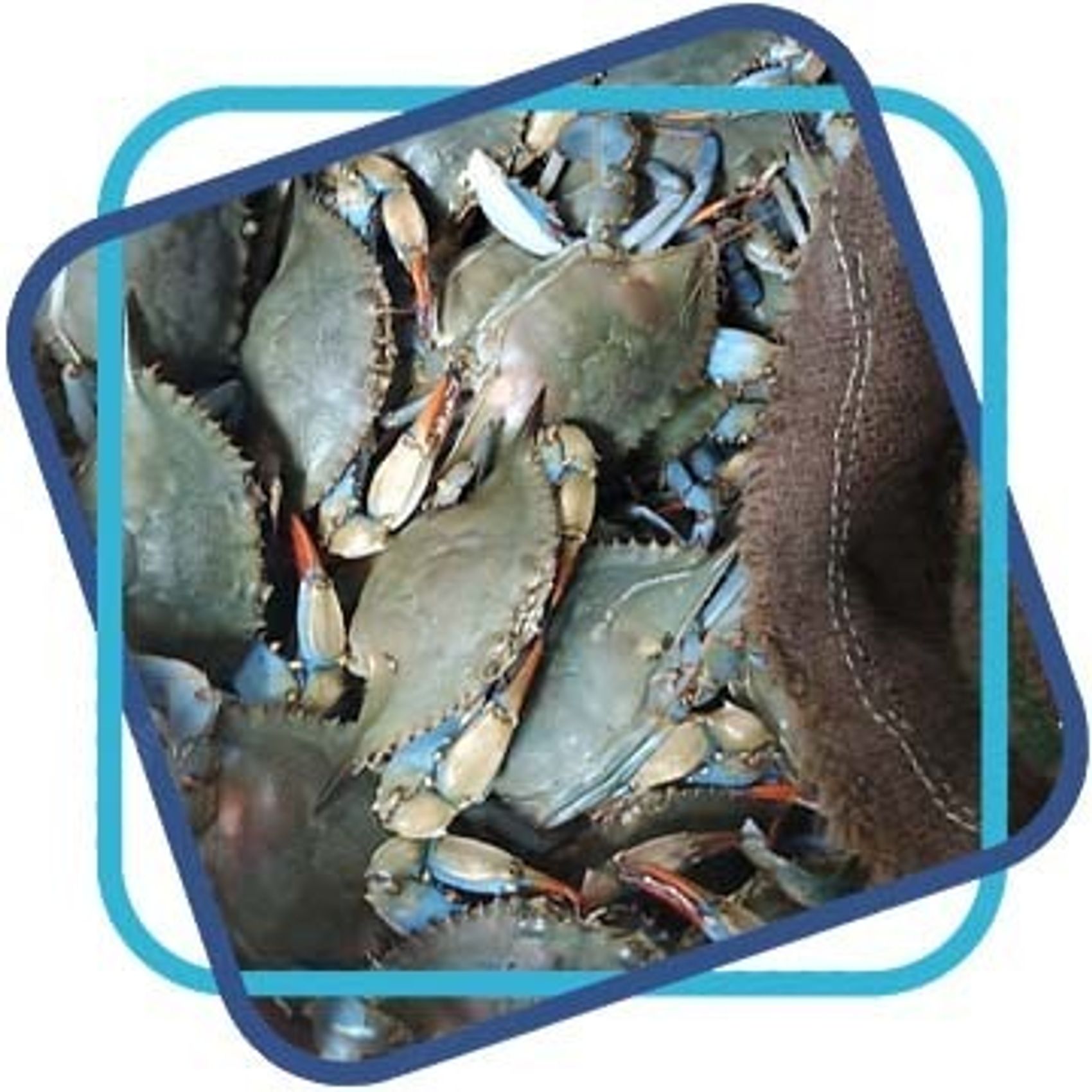 Carolina Fresh Fish and Seafood Market