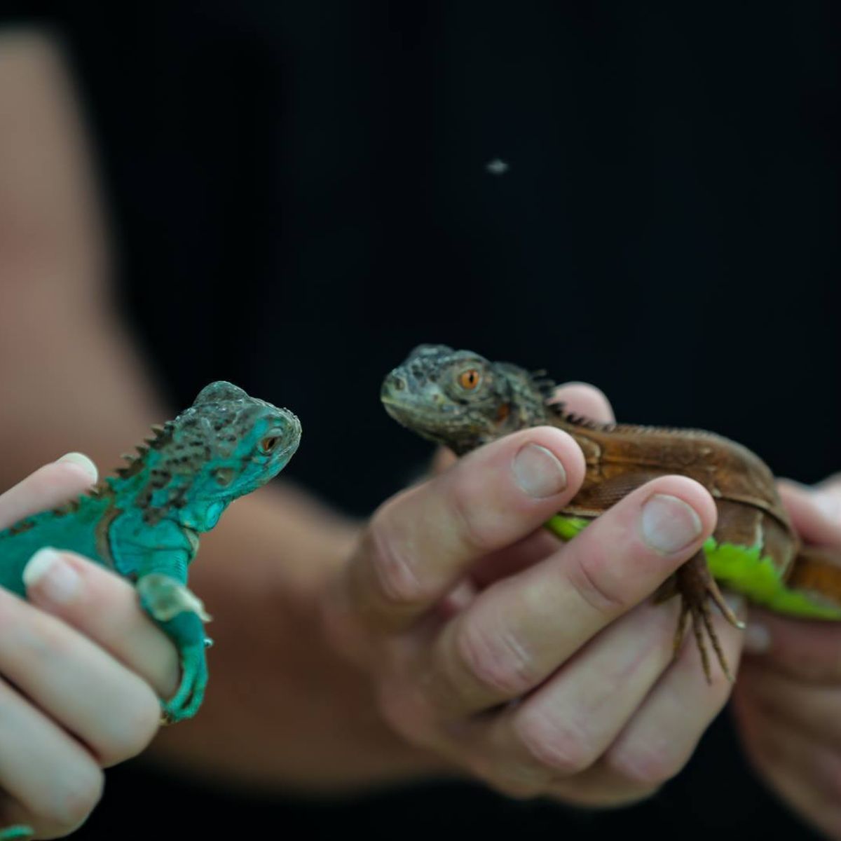 Family Friendly Alligator Preserve, Farm, Near Panama City Beach, FL ...