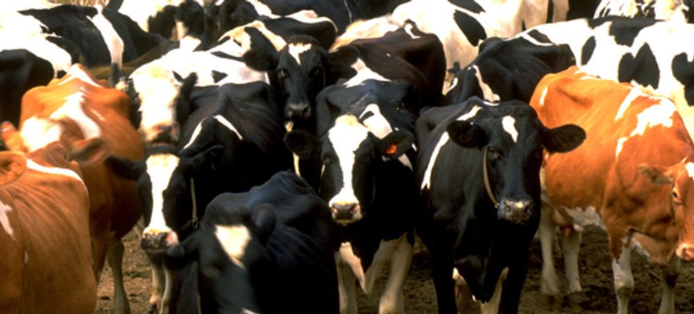 Pipestone Livestock Auction Market | Pipestone, Minnesota | Complete ...