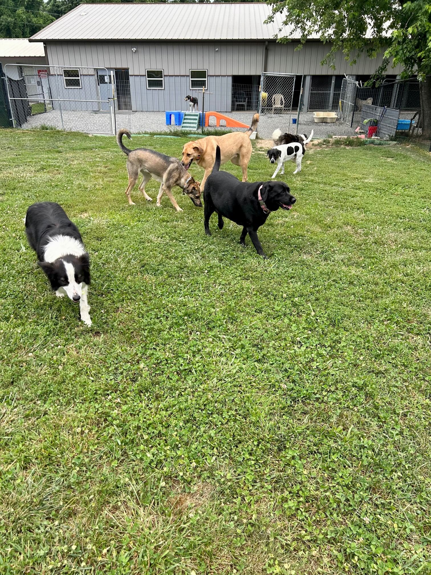 A Dogs Night Inn, Dog boarding for small to large dogs.