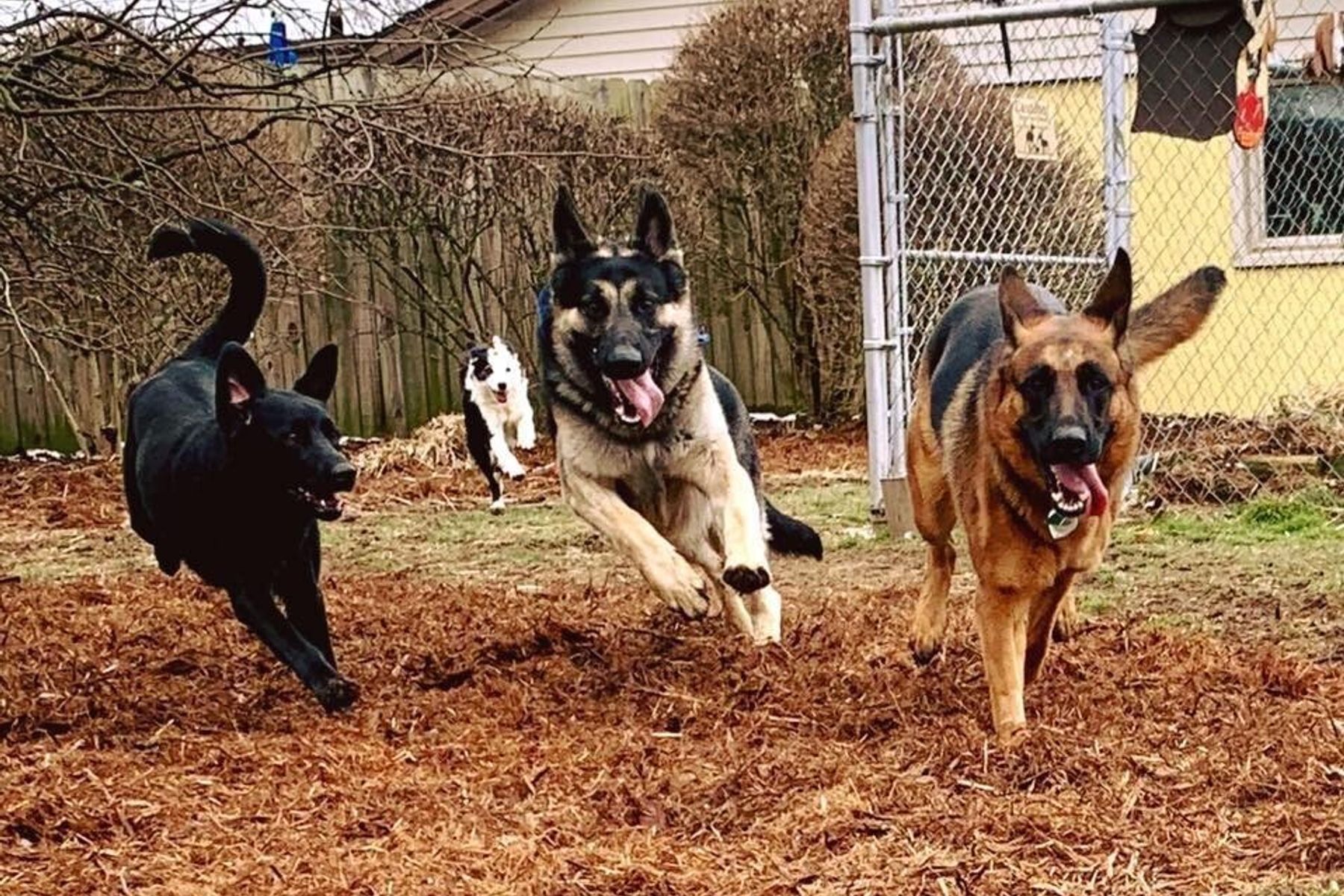 Keshlyn Kennel | Boarding Facility in Lexington, KY