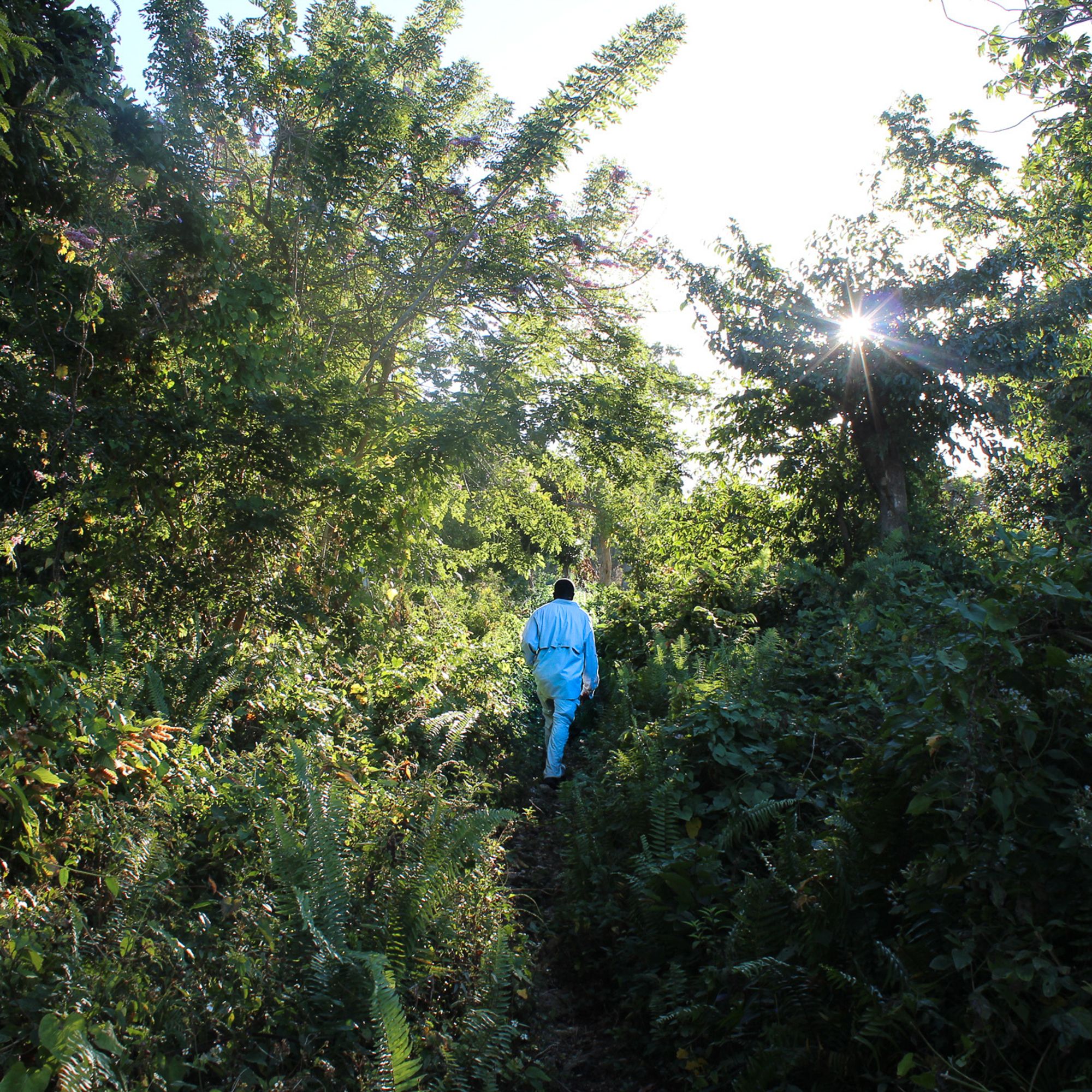 Bluefields Bay, Jamaica's Sanctuary