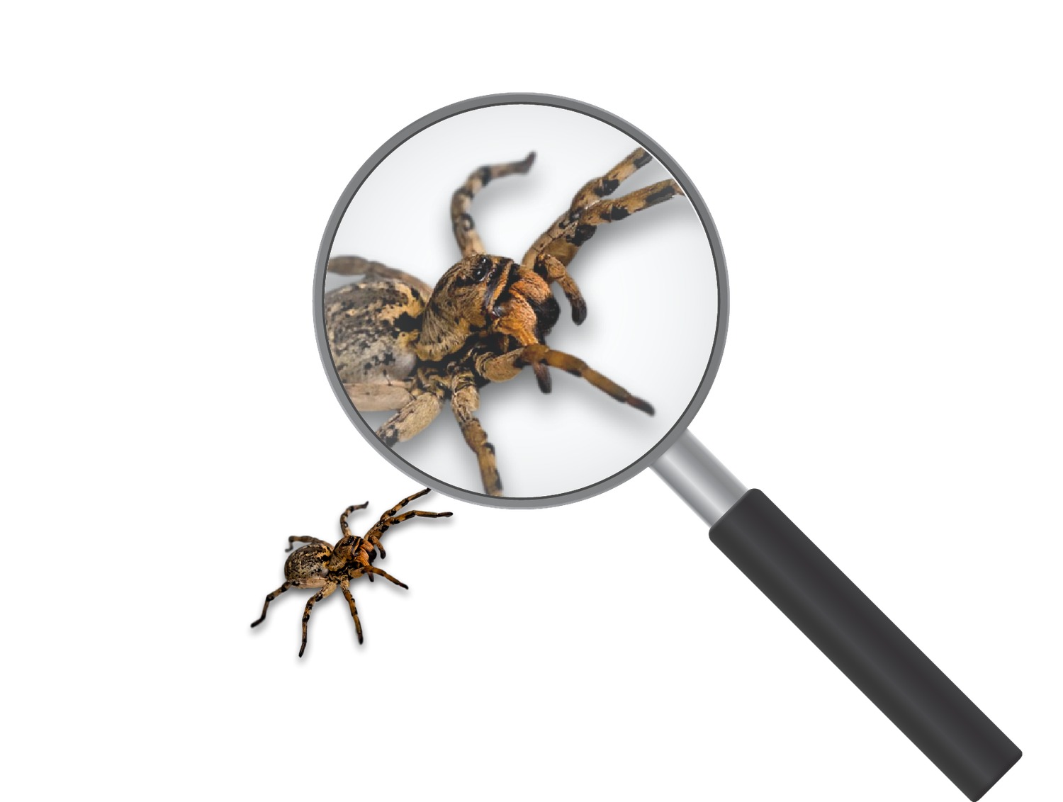 Leander Pest Control Service | Frontier Termite and Pest Services ...