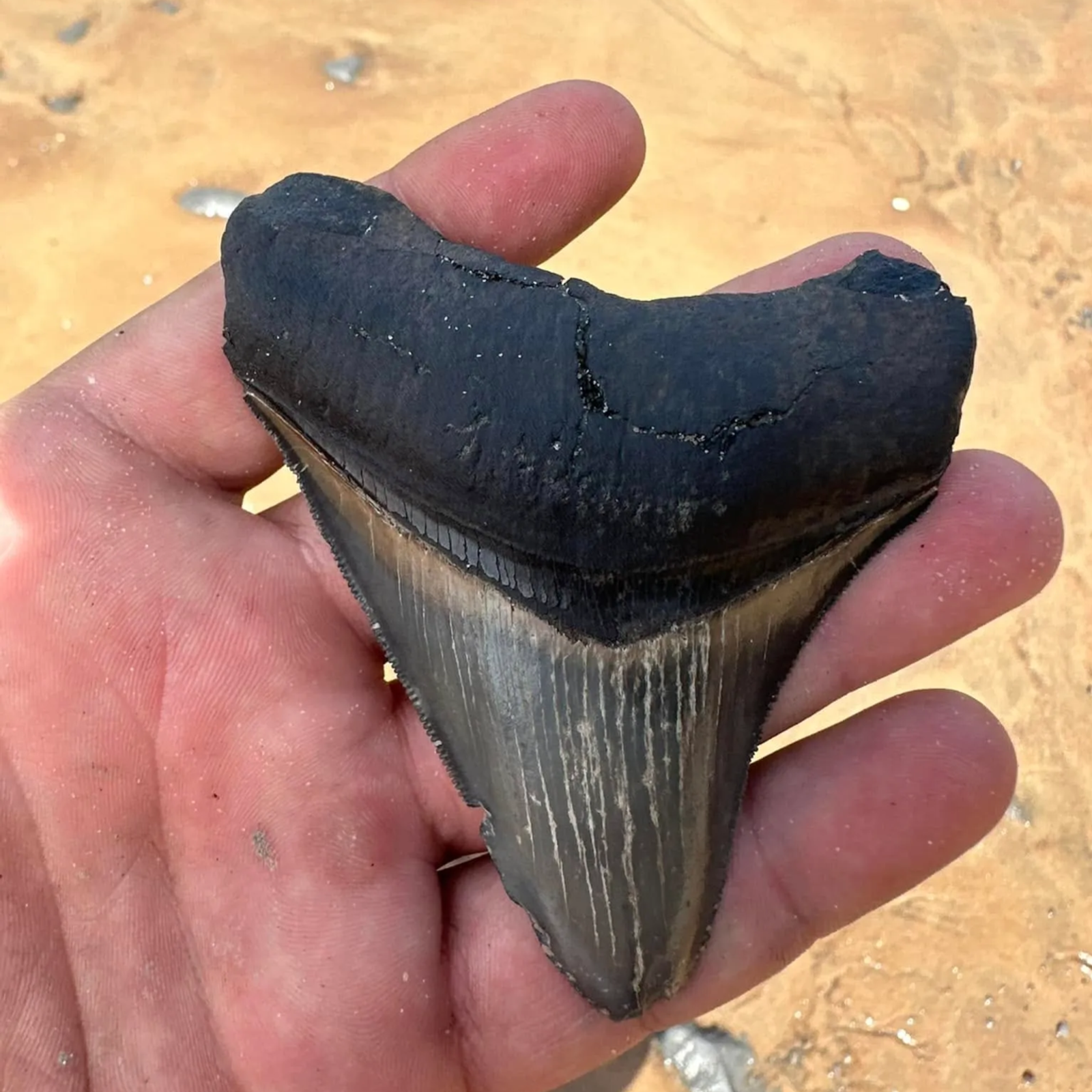 The Best Boat Tour Company | Charleston South Carolina