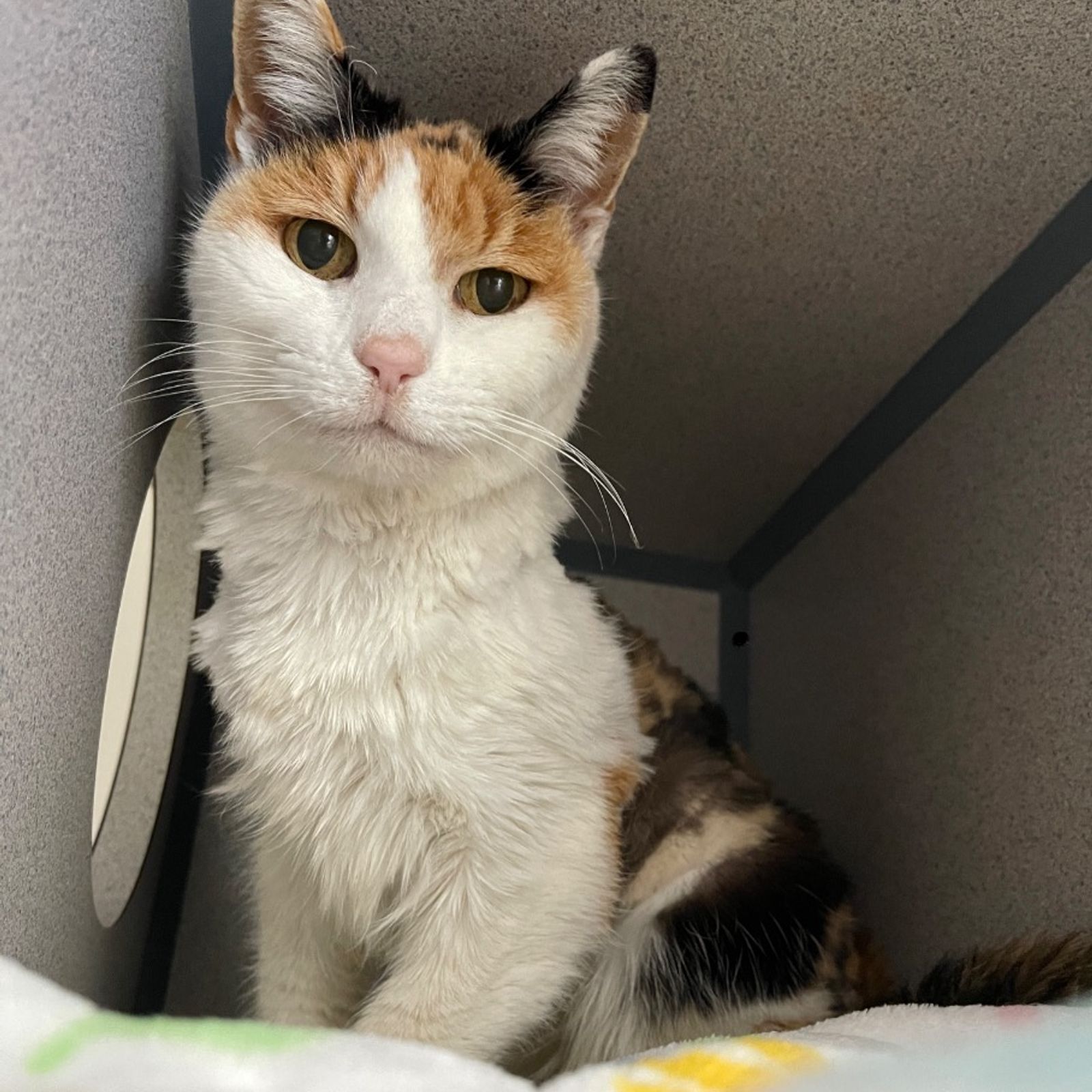 Homeless Animal Rescue Team