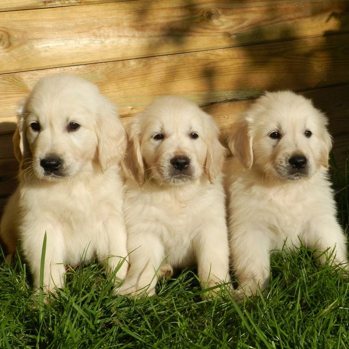 Carolina Point Retrievers Conway South Carolina