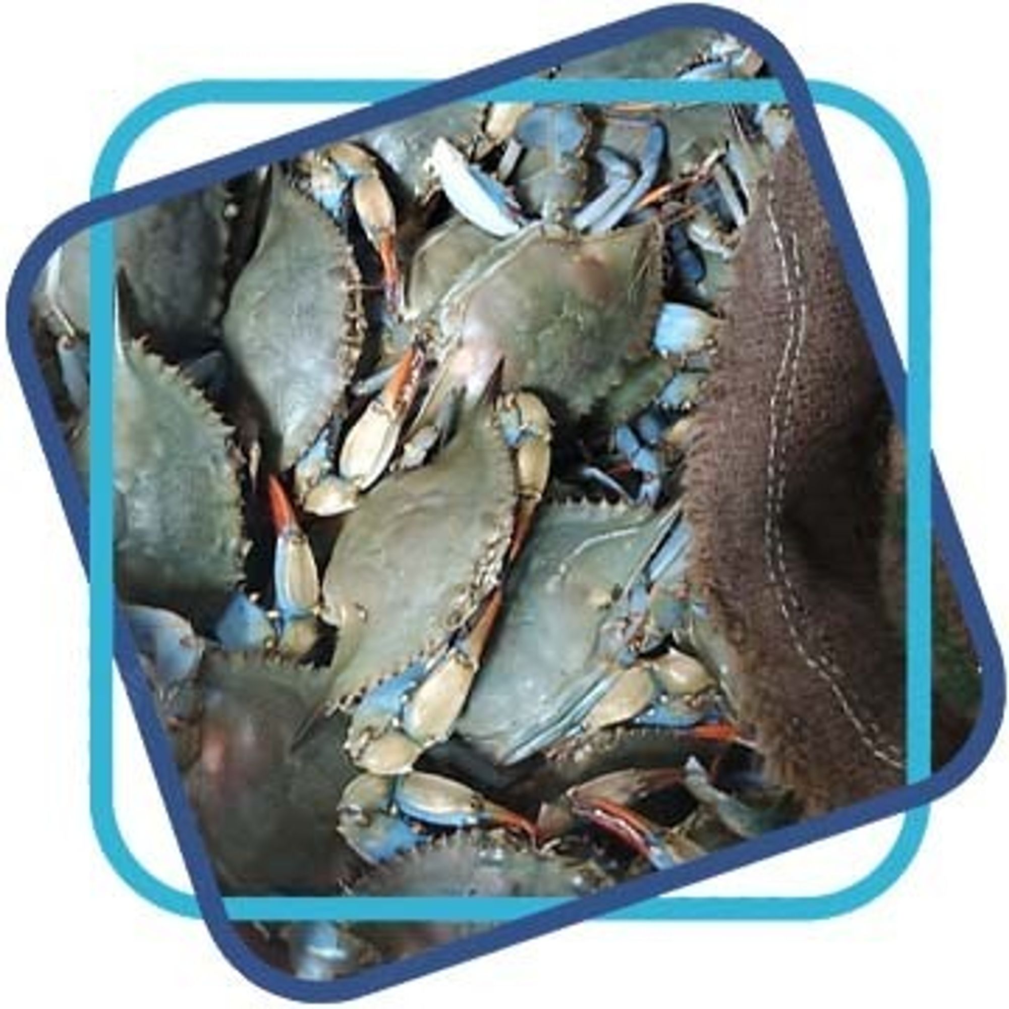 Carolina Fresh Fish and Seafood Market