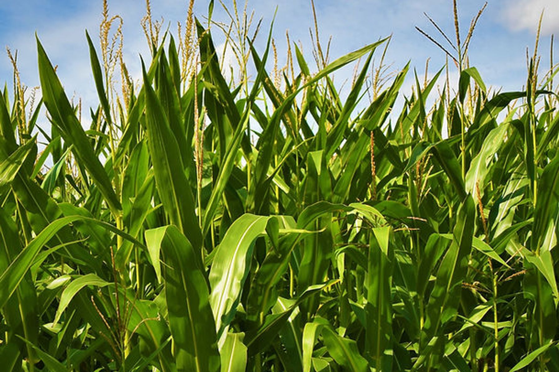 Performance Planting | Dairyland Seed
