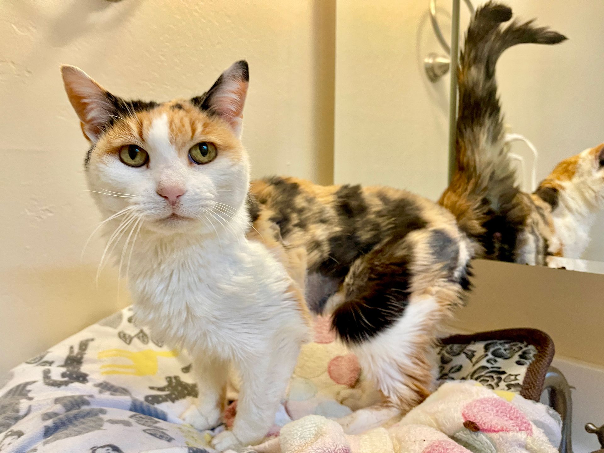 Homeless Animal Rescue Team