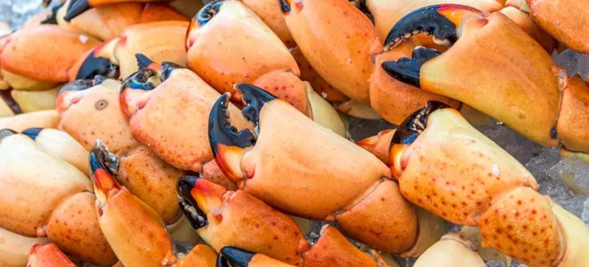 Get Hooked On A'Nets Katch! | Fresh Seafood in Knightdale, NC